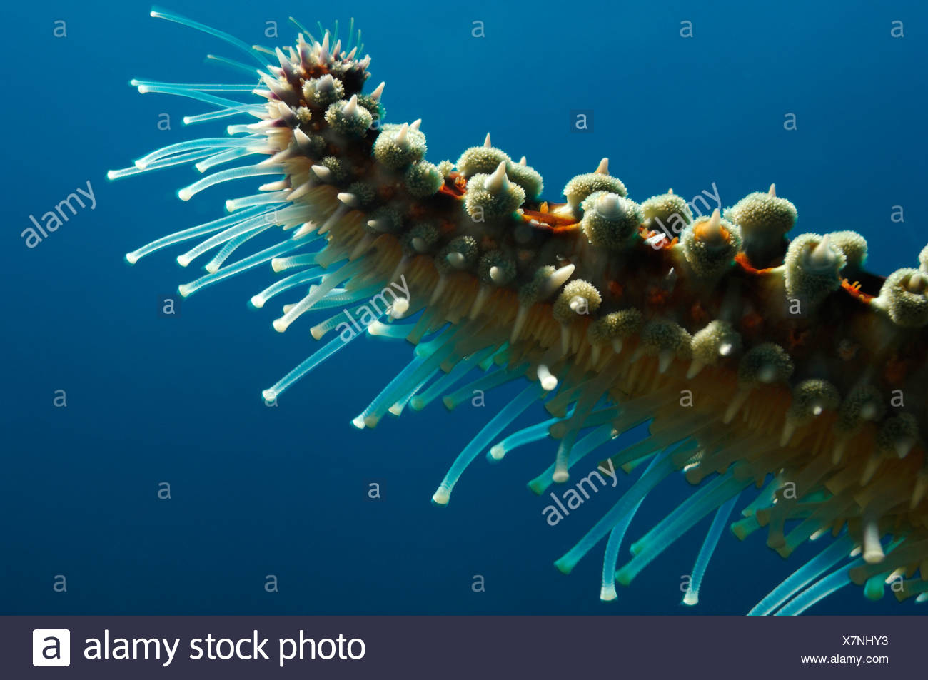 Starfish Tube Feet High Resolution Stock Photography and Images - Alamy