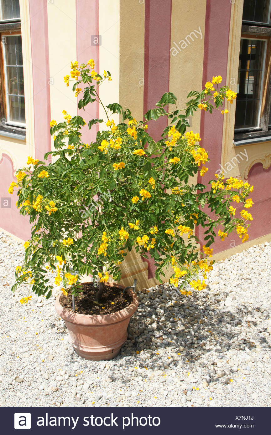 Cassia Flower High Resolution Stock Photography and Images - Alamy