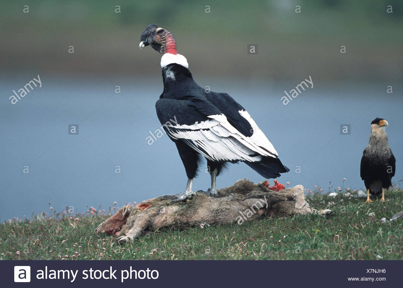 Vultur Gryphus Vulture South America Chile Patagonia Bird Condor High ...