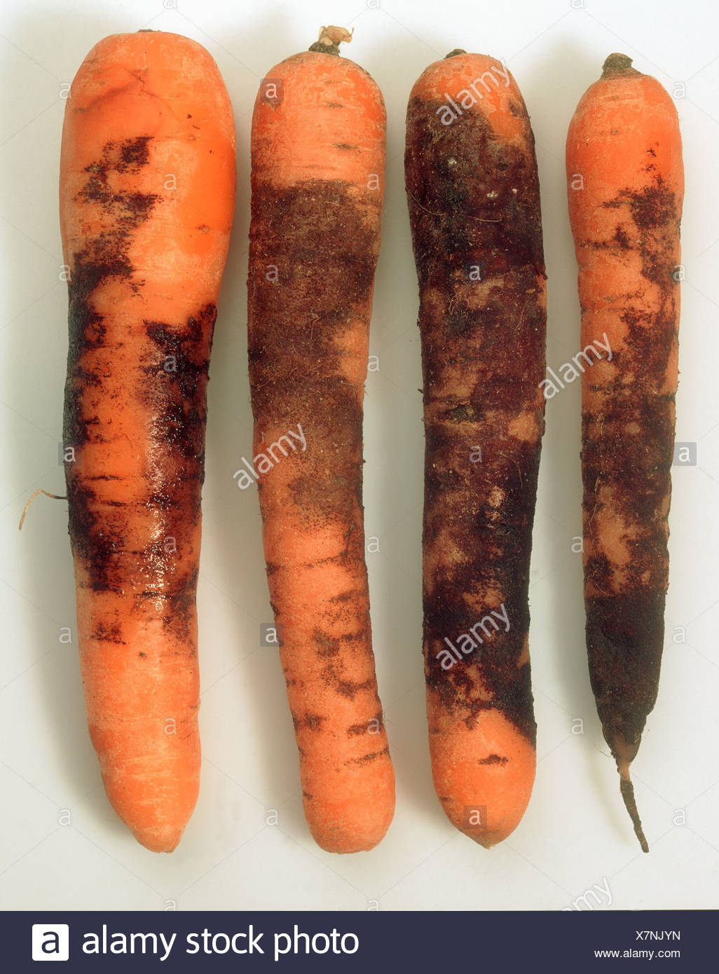 Root Rot Disease High Resolution Stock Photography and Images - Alamy