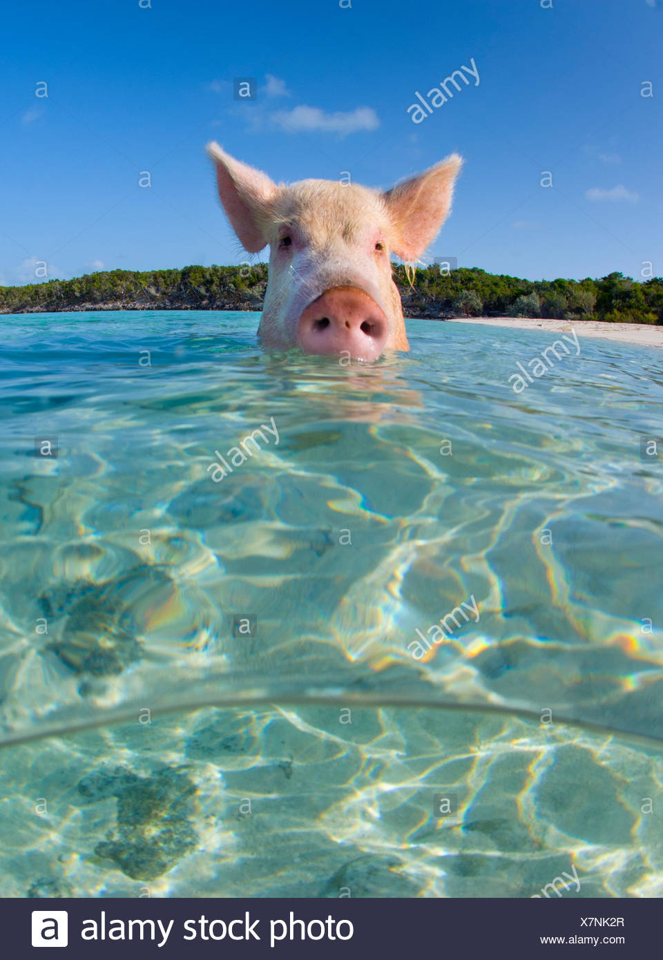 Pig On The Beach High Resolution Stock Photography and Images - Alamy