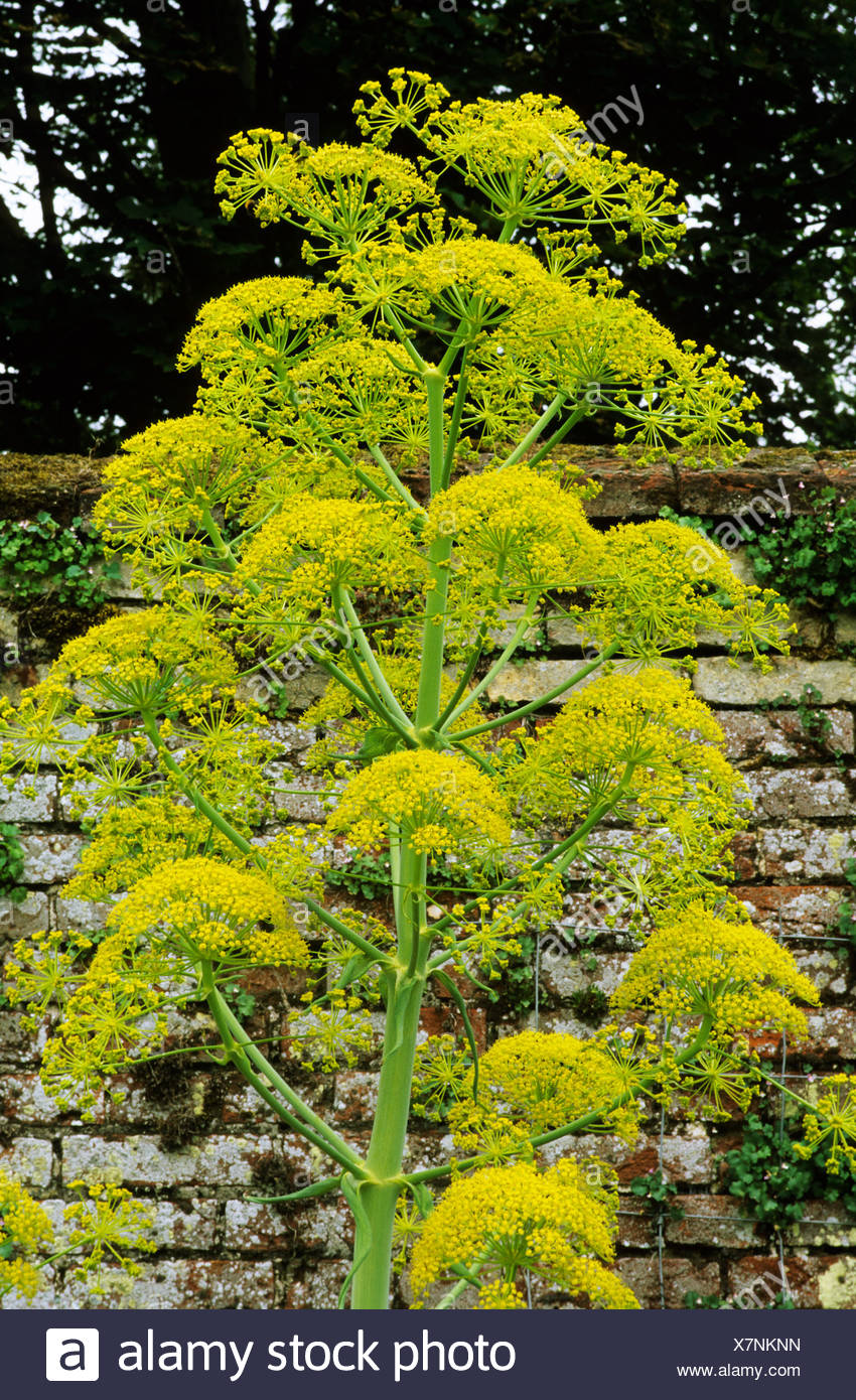 Ferrula Stock Photos & Ferrula Stock Images - Alamy