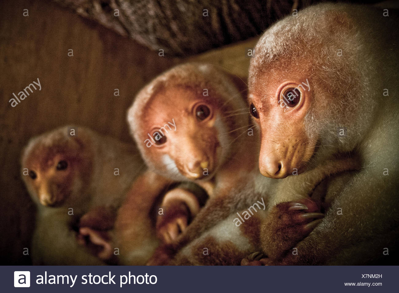 Cuscuses Stock Photos & Cuscuses Stock Images - Alamy