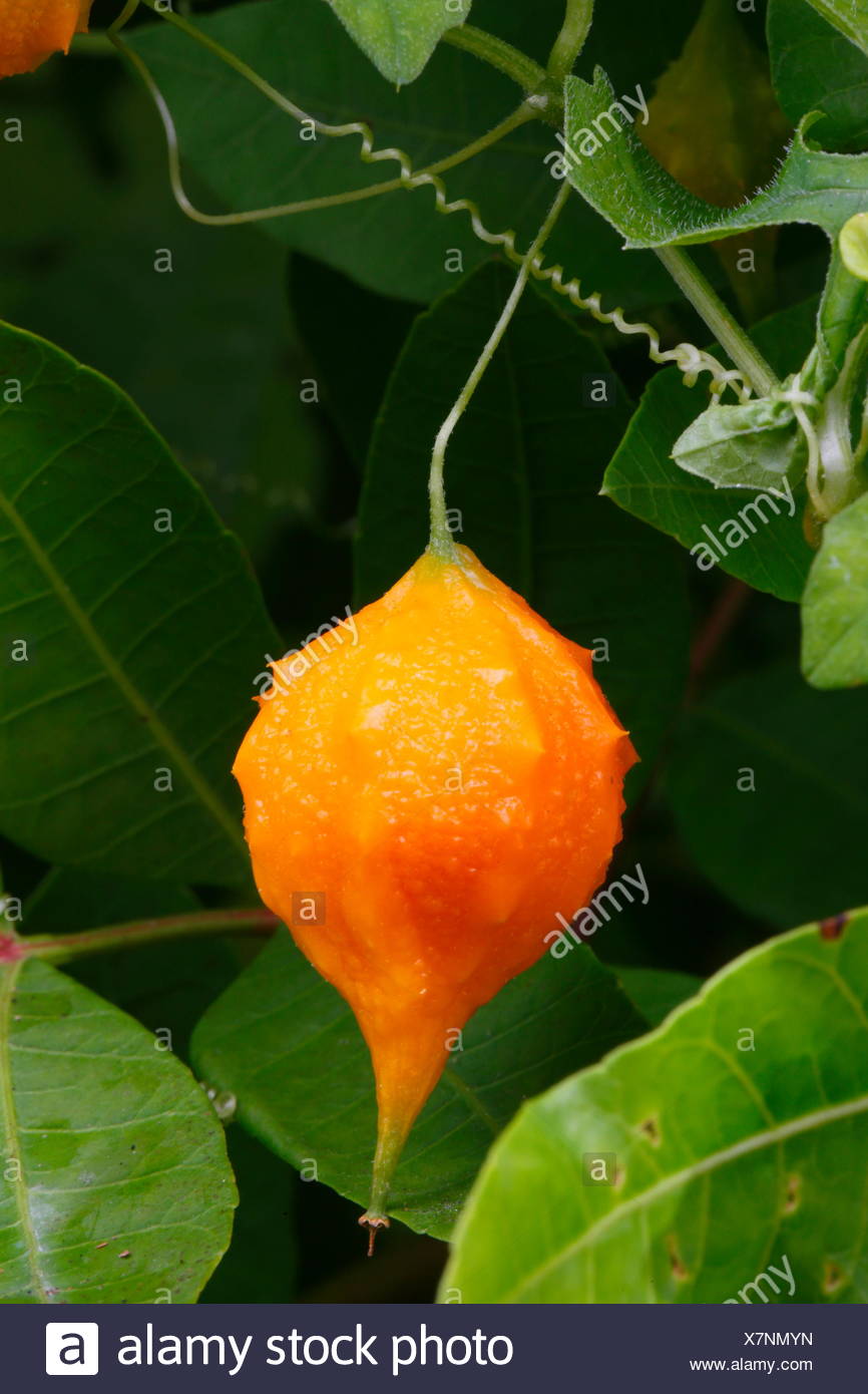 Balsam Apple Stock Photos & Balsam Apple Stock Images - Alamy