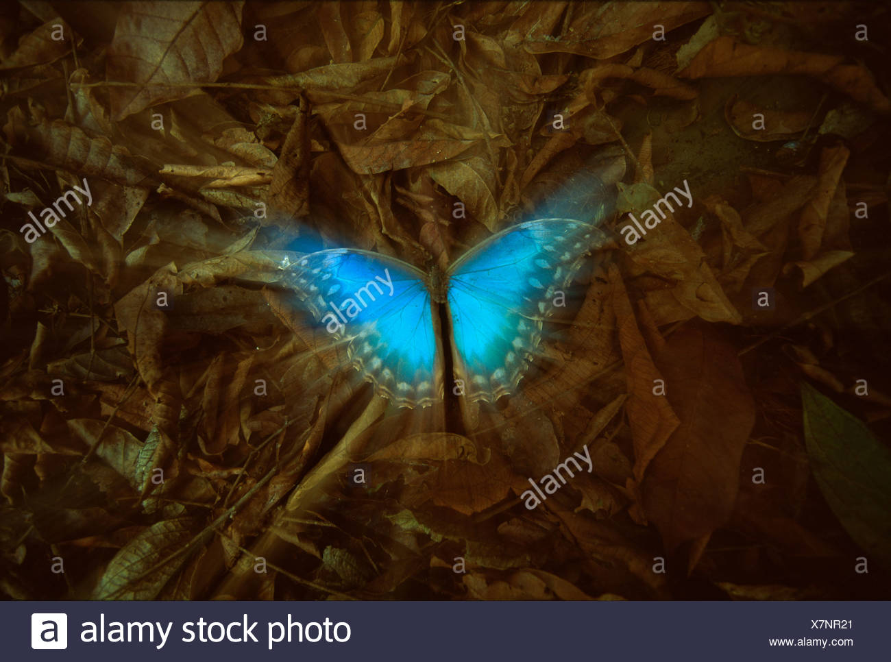 Jungle Butterflies High Resolution Stock Photography and Images - Alamy