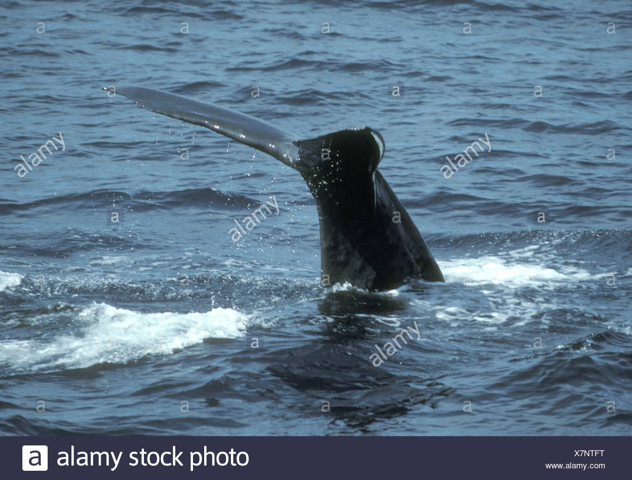 Whale Sperm High Resolution Stock Photography and Images - Alamy