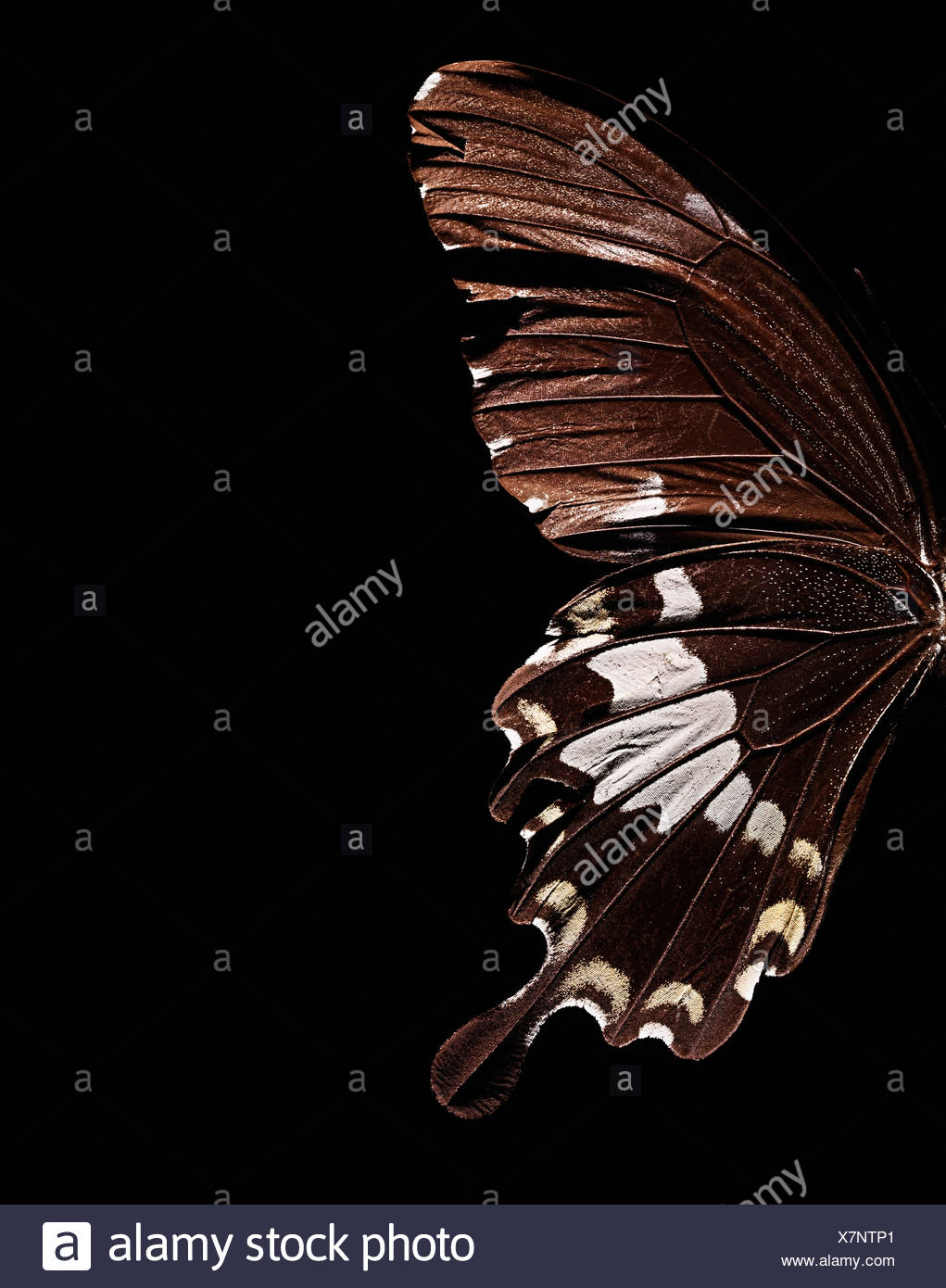 Butterfly Wing Closeup High Resolution Stock Photography and Images - Alamy