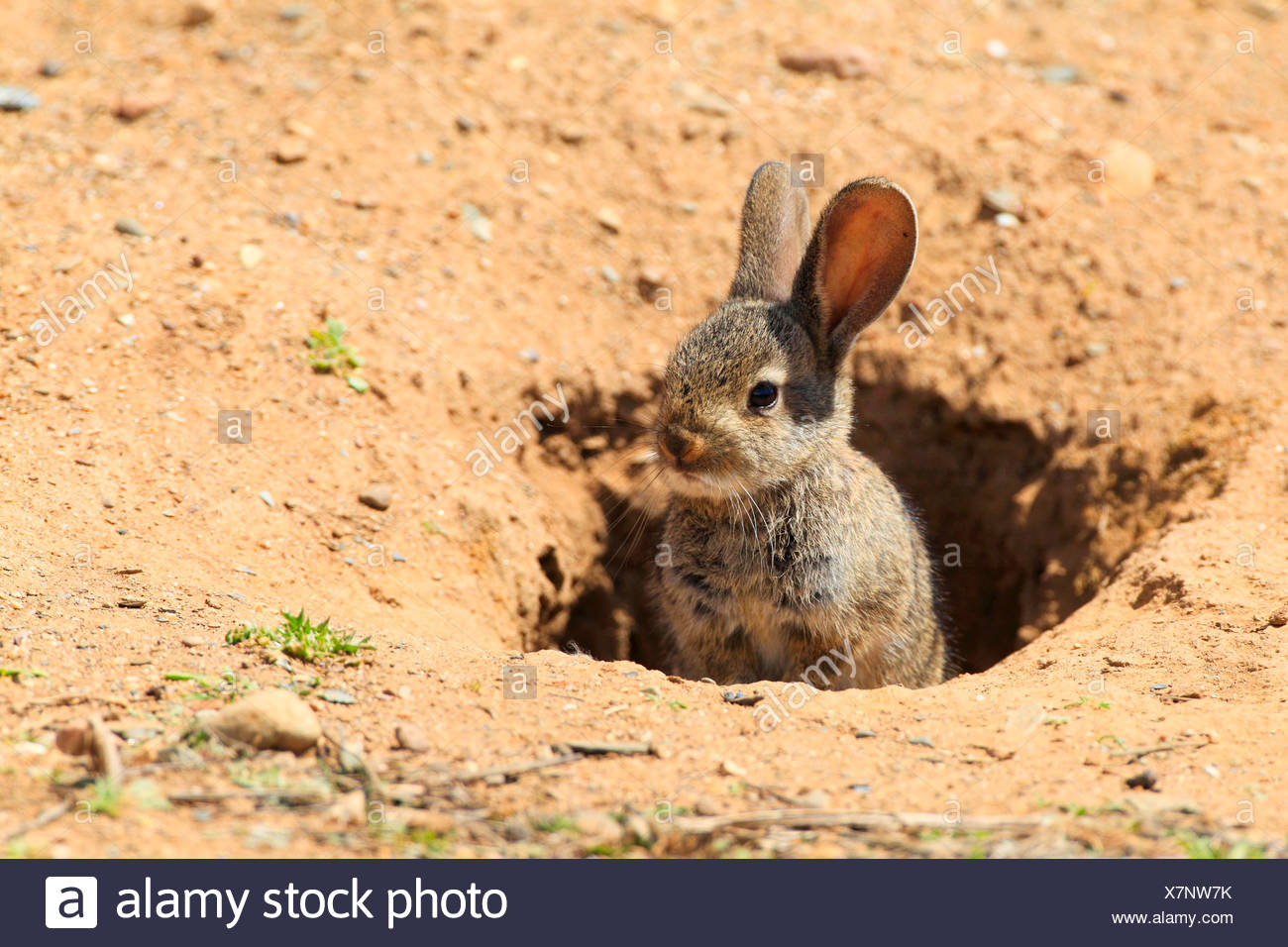 Rabbit Burrow High Resolution Stock Photography and Images - Alamy