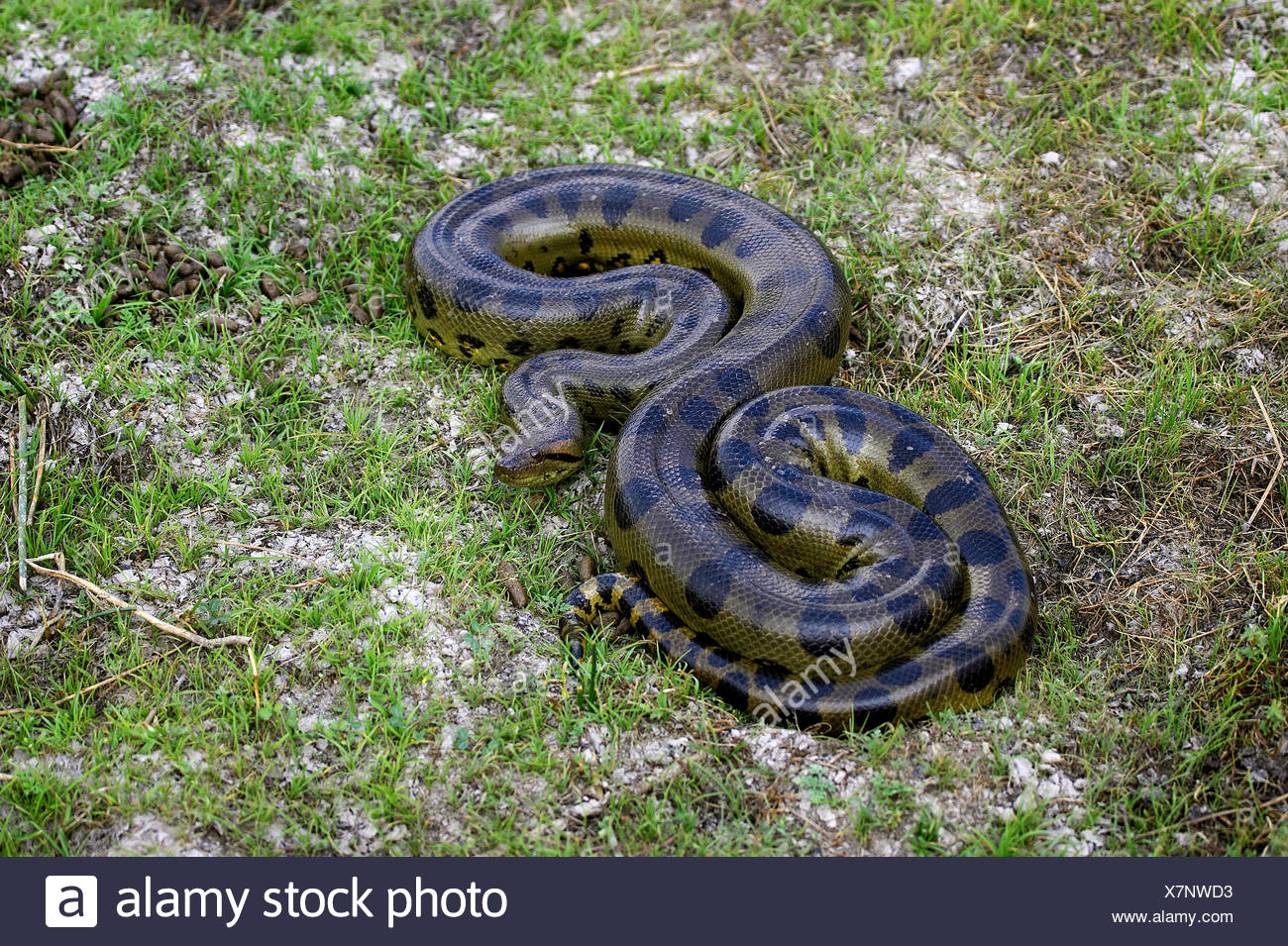 Eunectes Murinus Green Anaconda High Resolution Stock Photography and ...