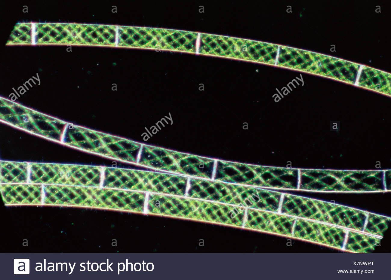 Spirogyra Cell Stock Photos & Spirogyra Cell Stock Images - Alamy