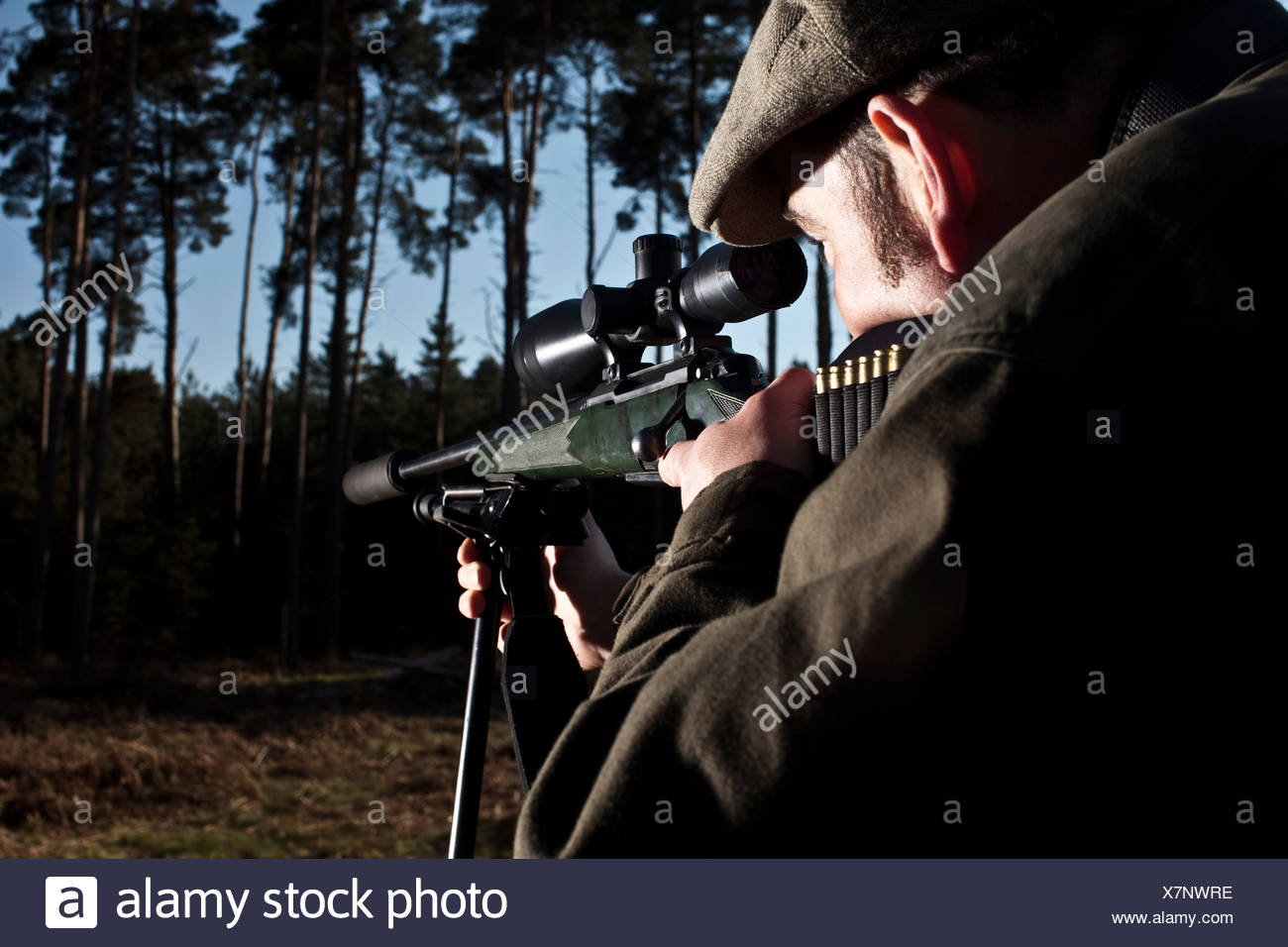 Thetford Forest Deer Stock Photos & Thetford Forest Deer Stock Images ...