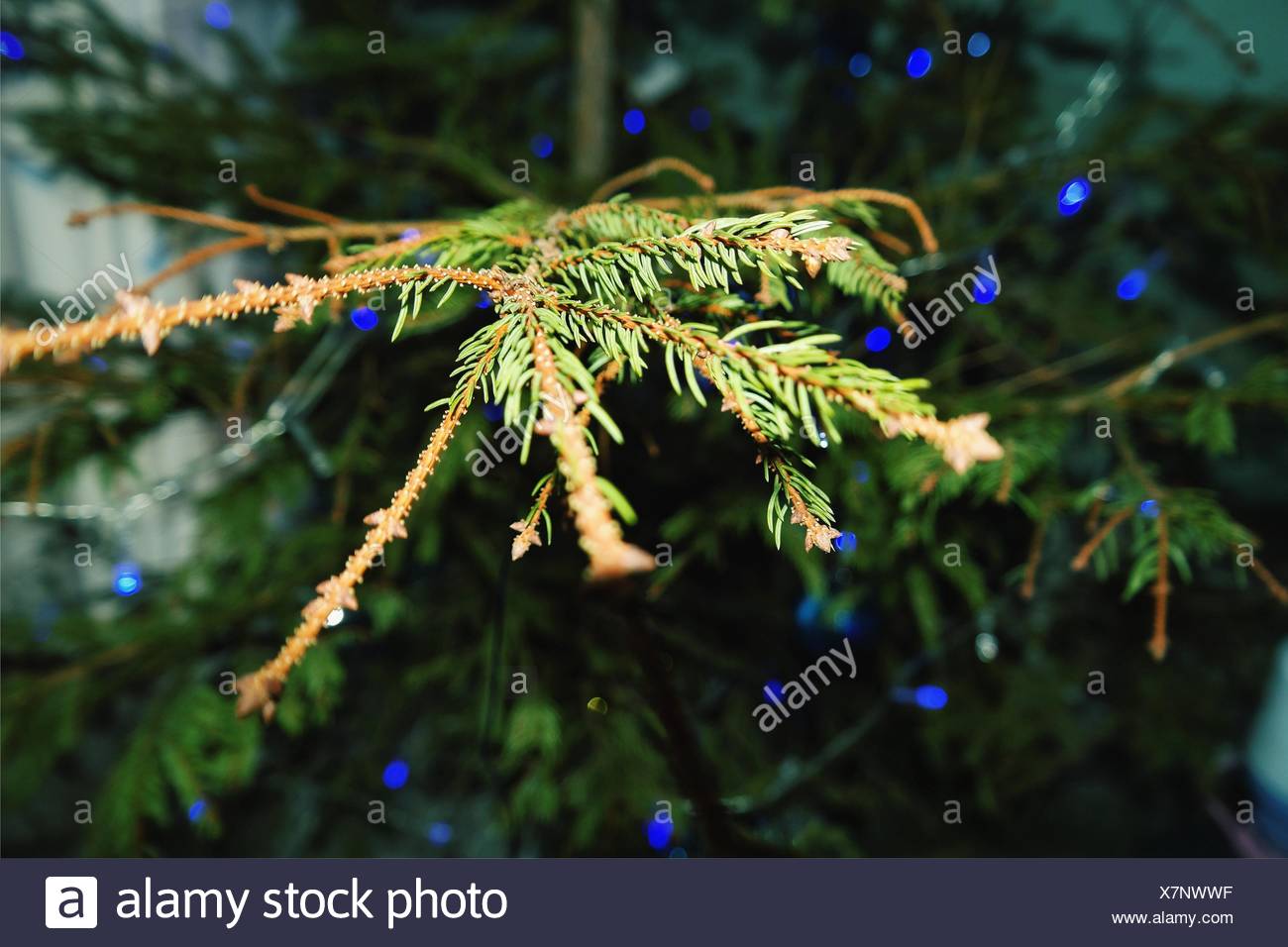 Dead Christmas Tree High Resolution Stock Photography and Images - Alamy