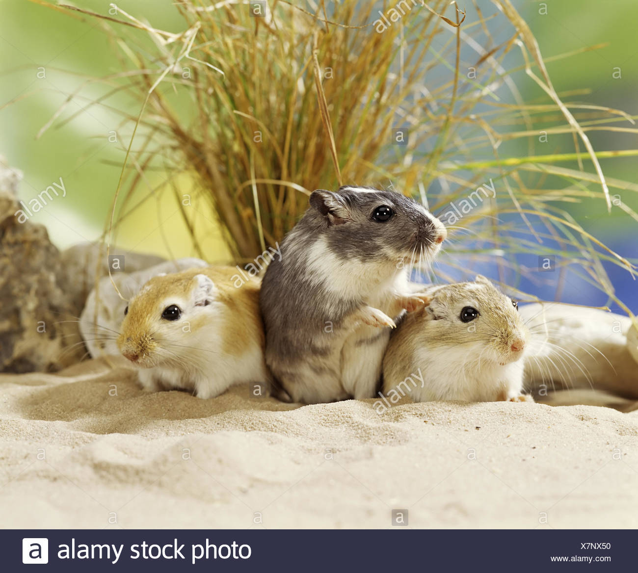 Jird Desert High Resolution Stock Photography and Images - Alamy