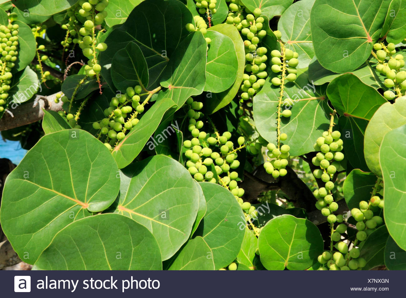 Sea Grape Coccoloba Uvifera Stock Photos & Sea Grape Coccoloba Uvifera ...