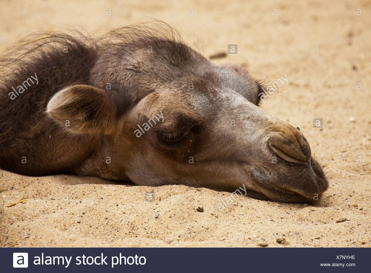 Camelus Ferus High Resolution Stock Photography and Images - Alamy