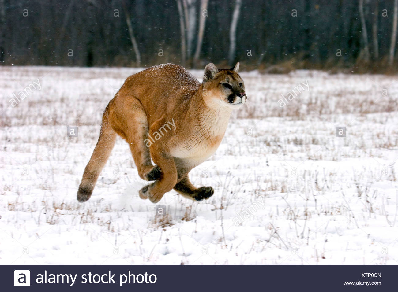 Cougar Running In The Snow Stock Photos & Cougar Running In The Snow ...