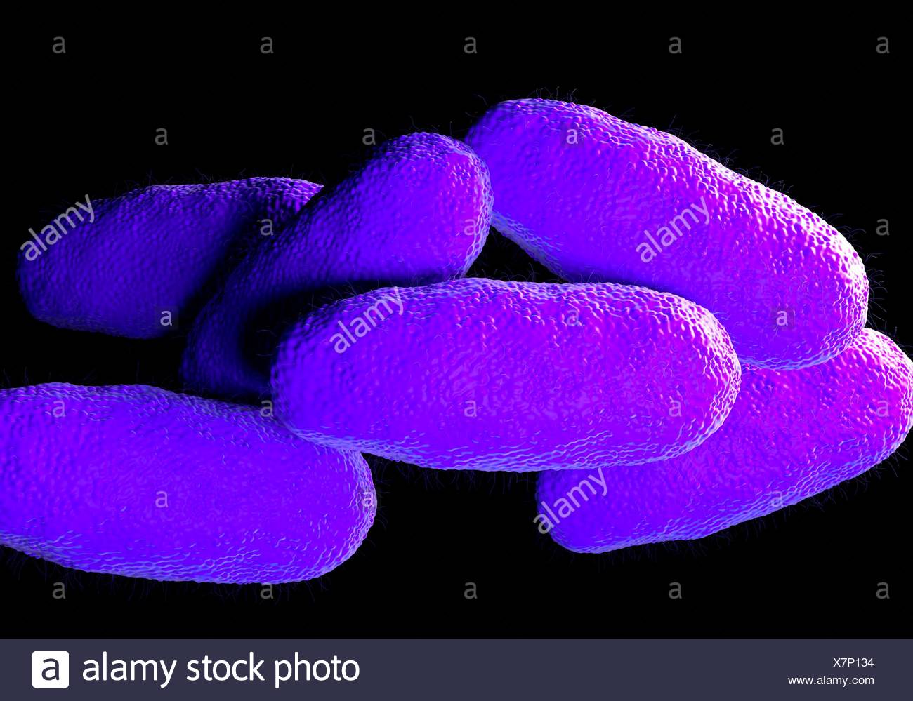 Salmonella Typhimurium High Resolution Stock Photography and Images - Alamy