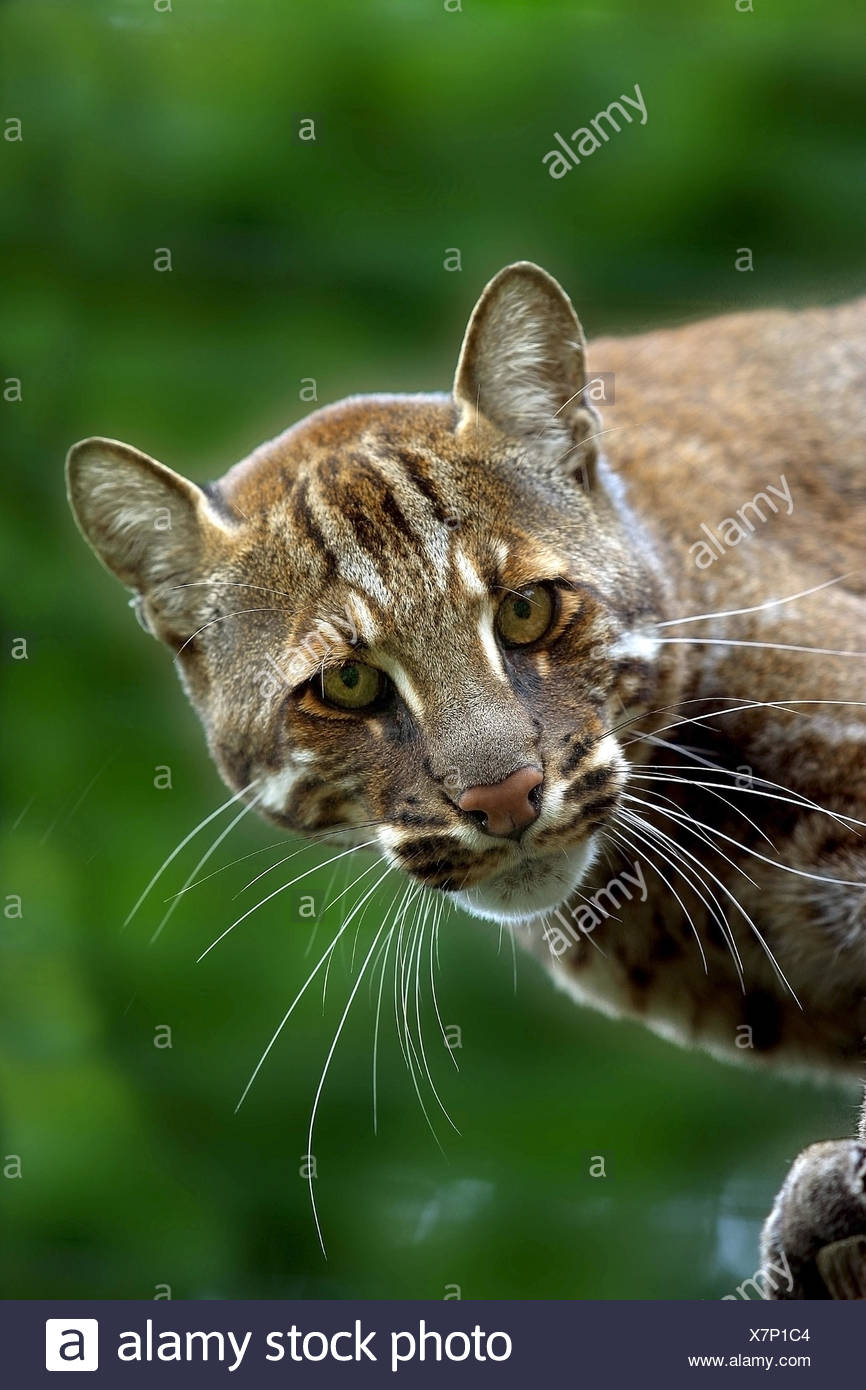 Asian Golden Cat Catopuma Temminckii High Resolution Stock Photography ...