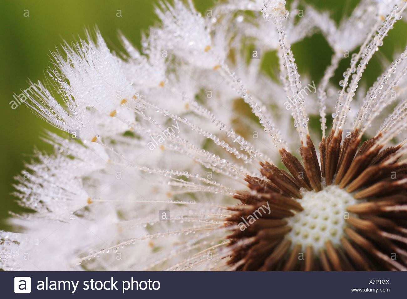 Dandylion Stock Photos & Dandylion Stock Images - Alamy