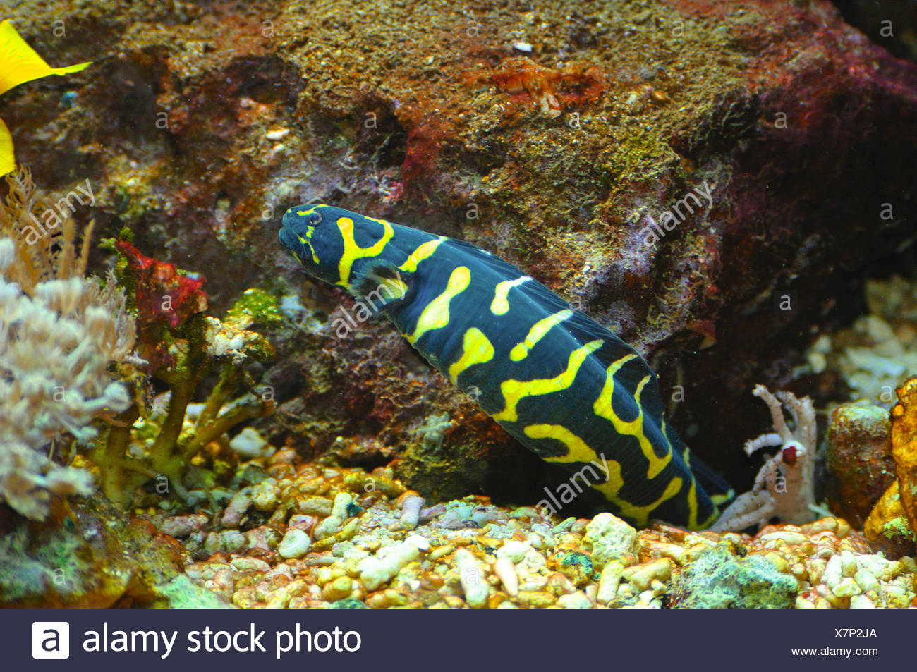 Pholidichthys Leucotaenia High Resolution Stock Photography and Images ...