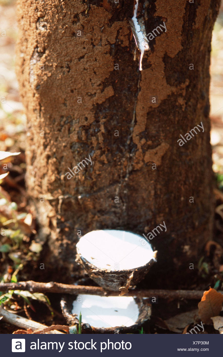 Kautschukbaum High Resolution Stock Photography and Images - Alamy