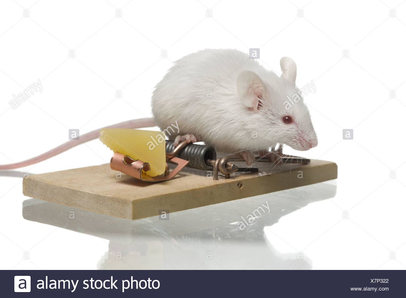 Rat Eating Cheese High Resolution Stock Photography and Images - Alamy