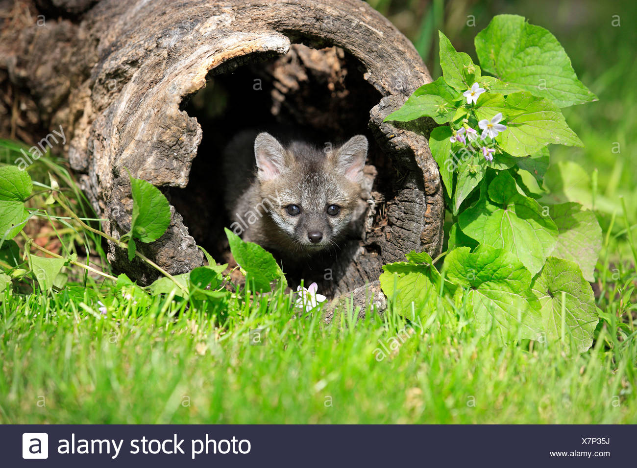 Grey Fox Cub High Resolution Stock Photography and Images - Alamy