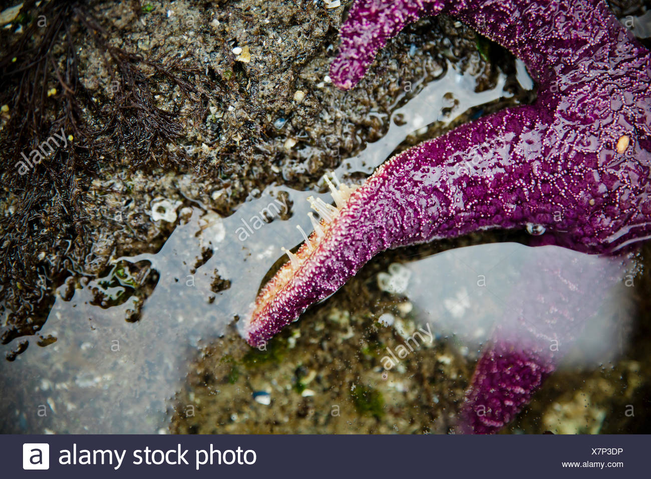 Starfish Tube Feet High Resolution Stock Photography and Images - Alamy
