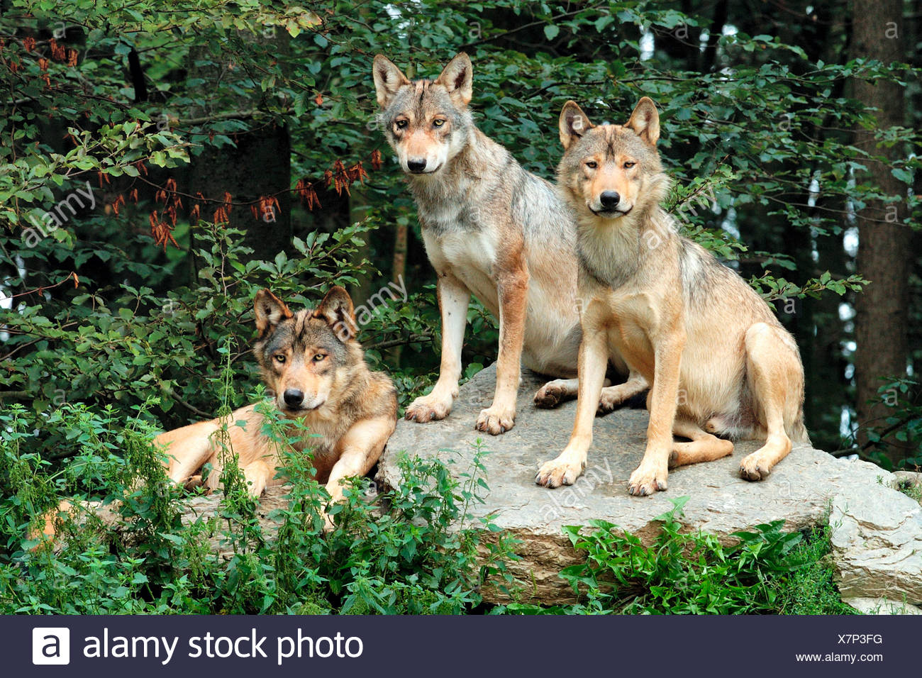 Crying Wolf Stock Photos & Crying Wolf Stock Images - Alamy