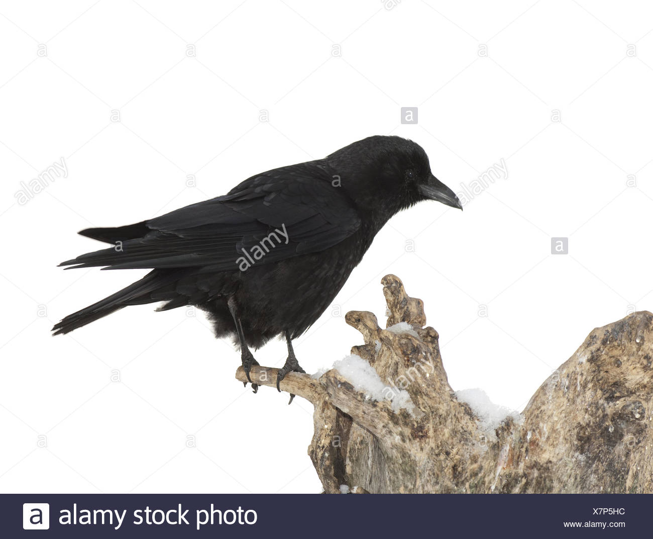 American Crows High Resolution Stock Photography and Images - Alamy