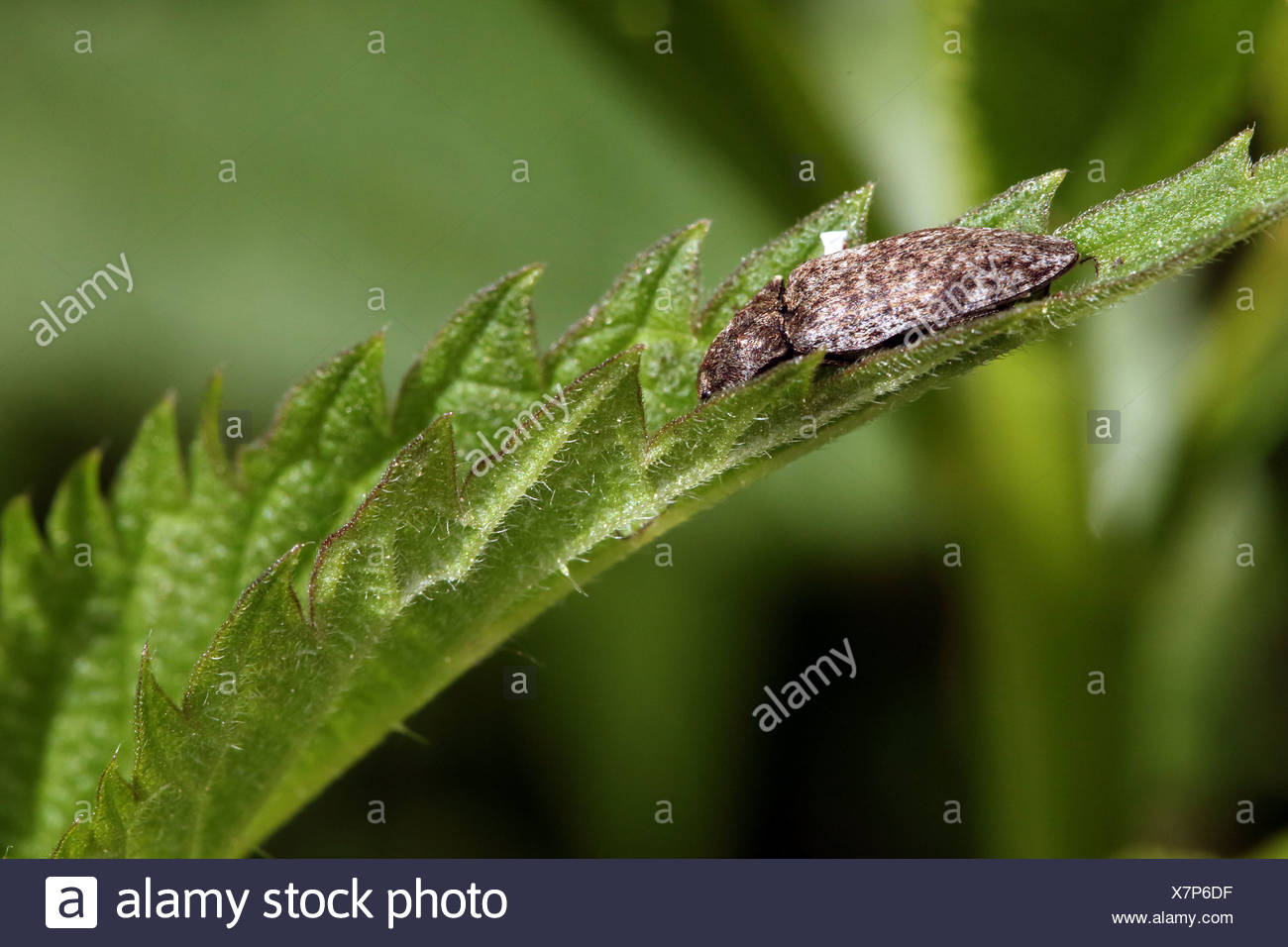 Snapping Beetle High Resolution Stock Photography and Images - Alamy