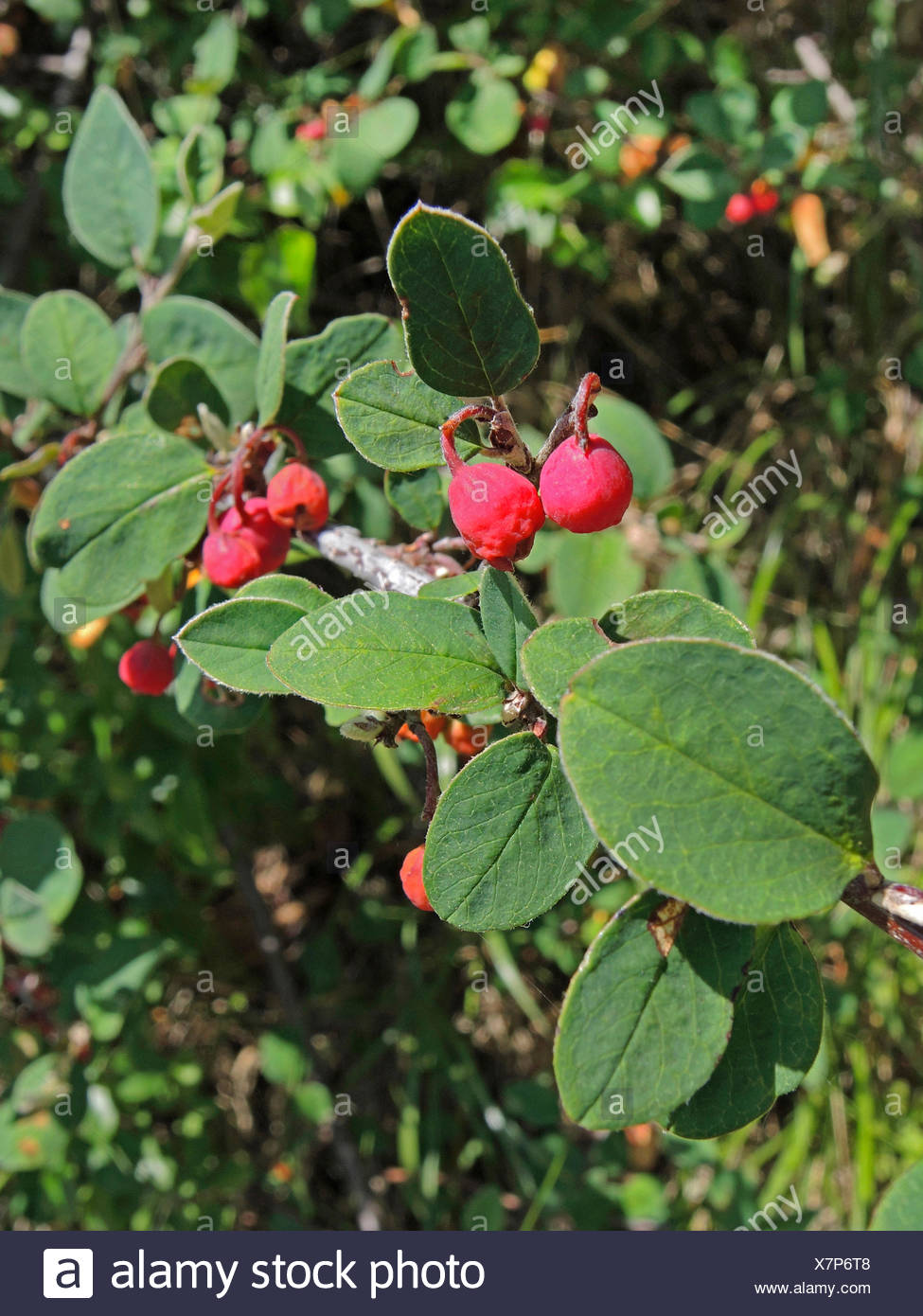 Wild Cotoneaster Cotoneaster Integerrimus High Resolution Stock ...