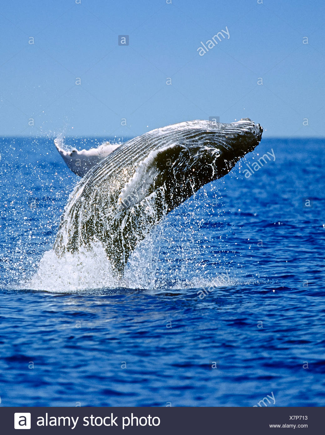 Humpback Whale Breaching Megaptera Novaeangliae High Resolution Stock ...