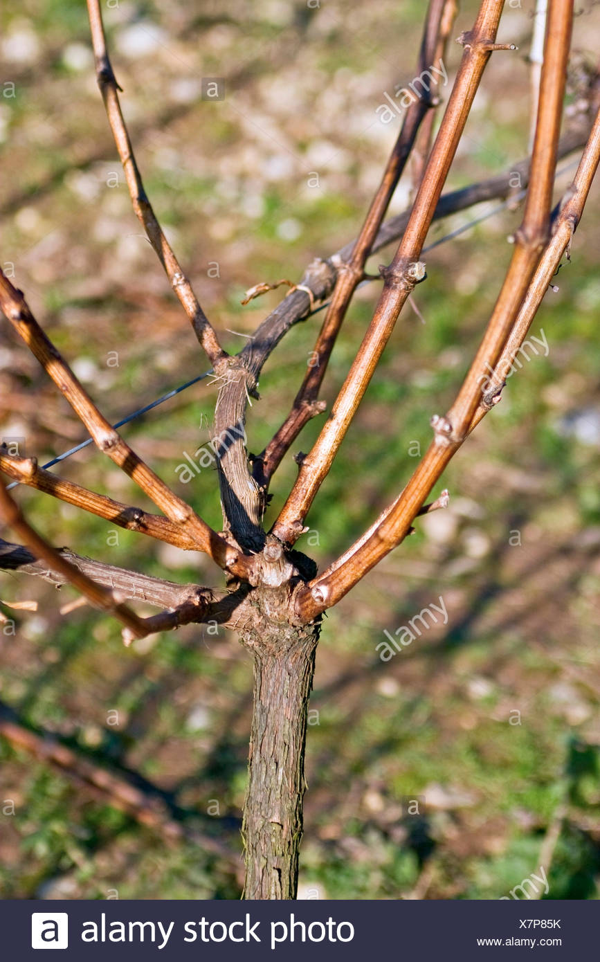Guyot Vine Stock Photos & Guyot Vine Stock Images - Alamy