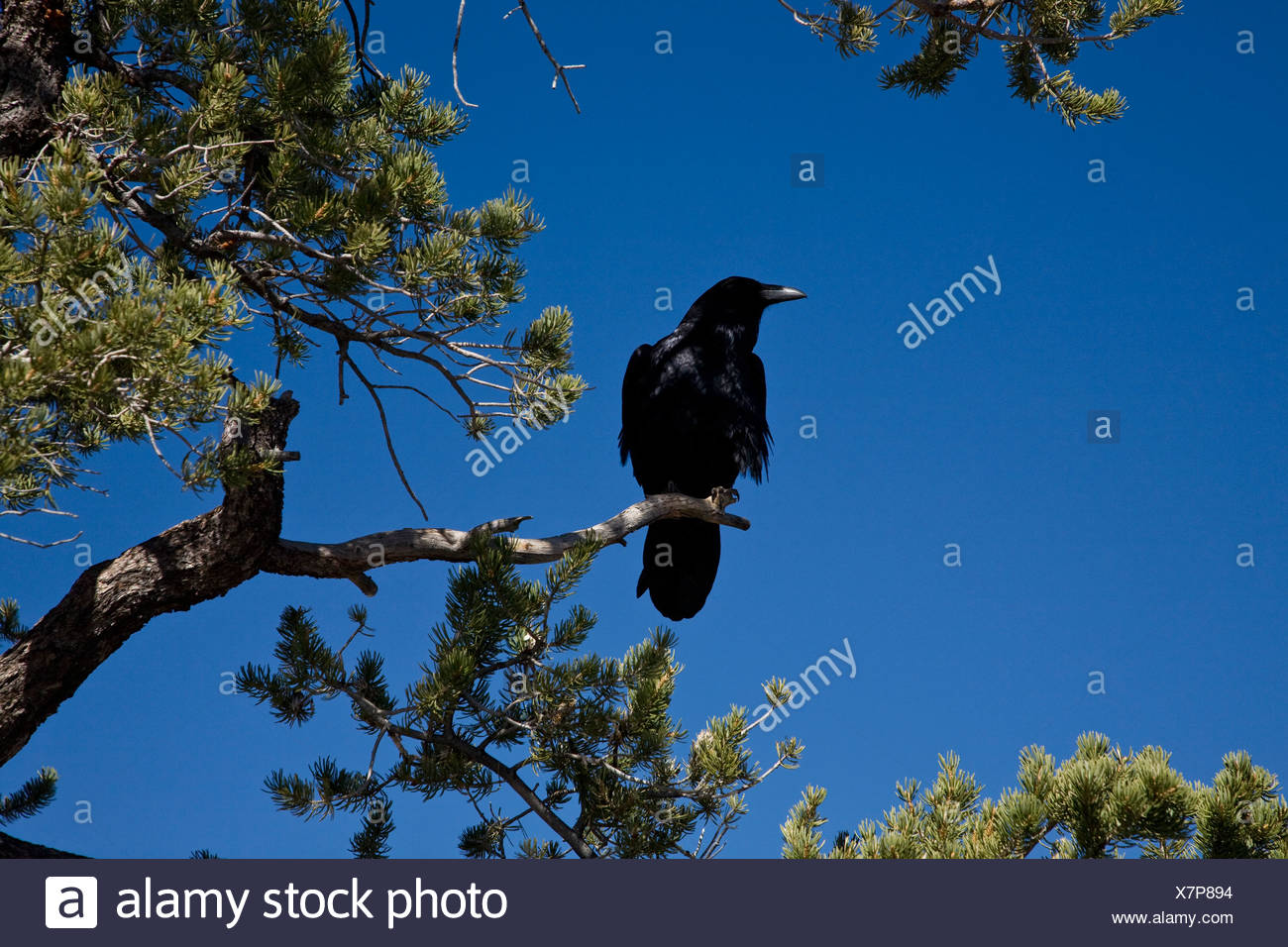 Front View Black Crow High Resolution Stock Photography and Images - Alamy