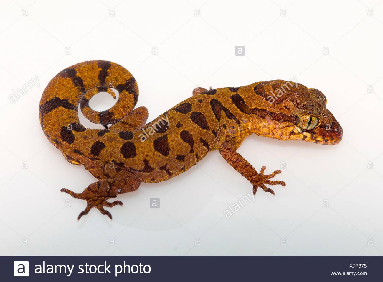 Tropical House Geckos High Resolution Stock Photography and Images - Alamy