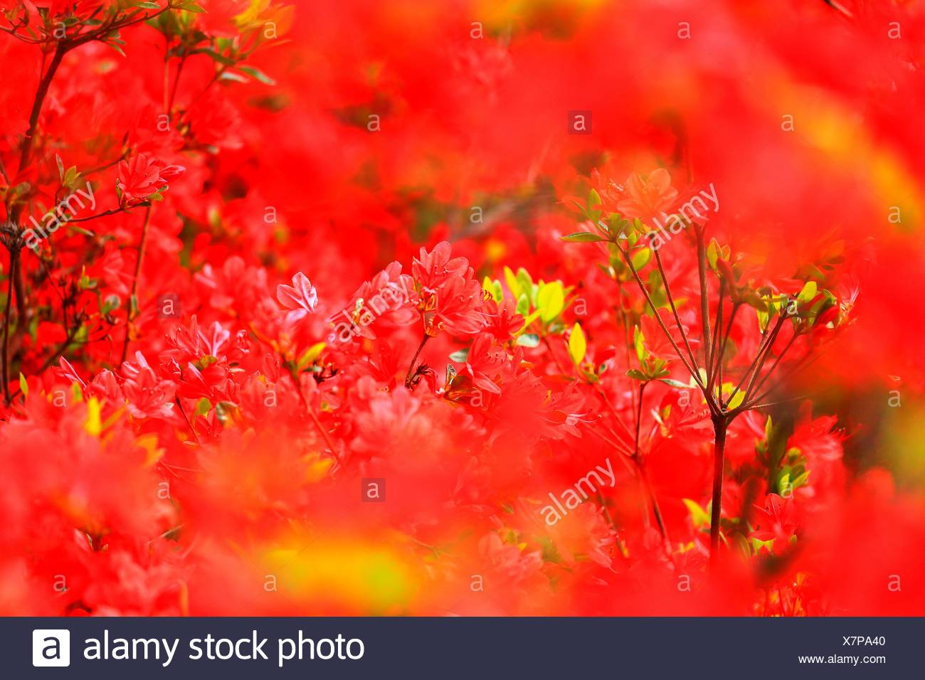 Red Rhododendron Stock Photos & Red Rhododendron Stock Images - Alamy