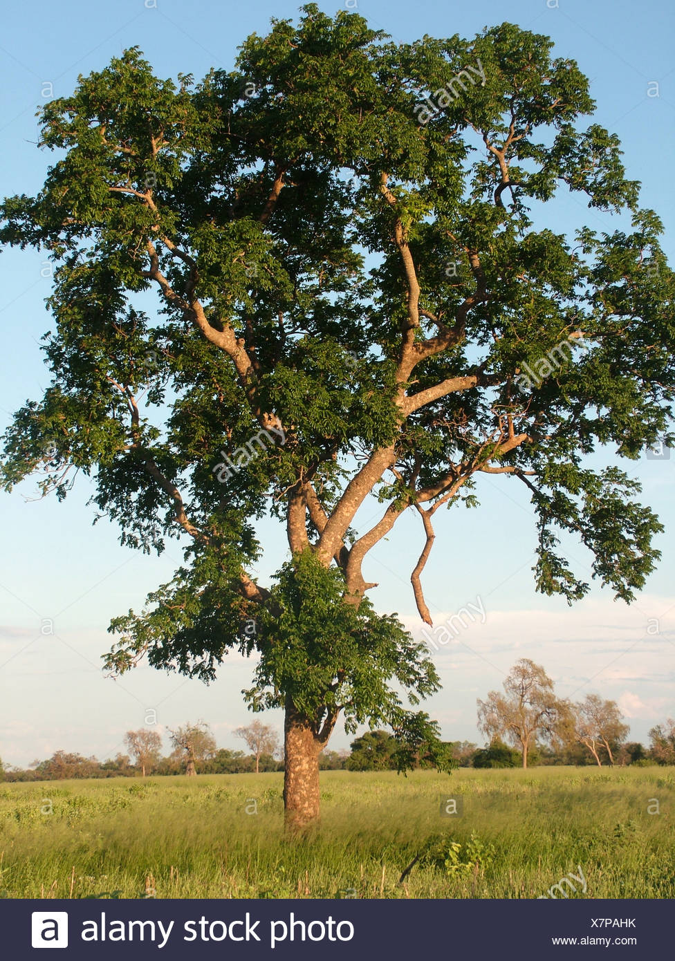Astronium Fraxinifolium High Resolution Stock Photography and Images ...