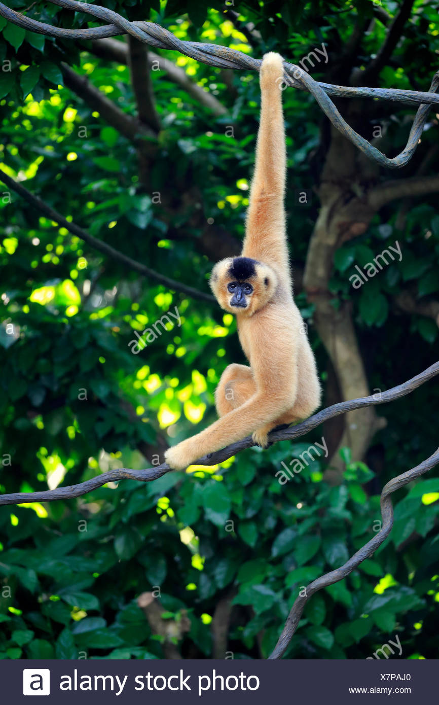 Monkey Swinging Gibbon High Resolution Stock Photography and Images - Alamy