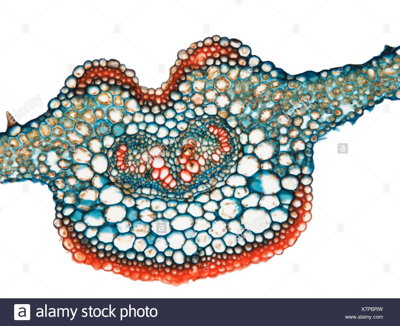 Leaf Micrograph Section Stock Photos & Leaf Micrograph Section Stock ...