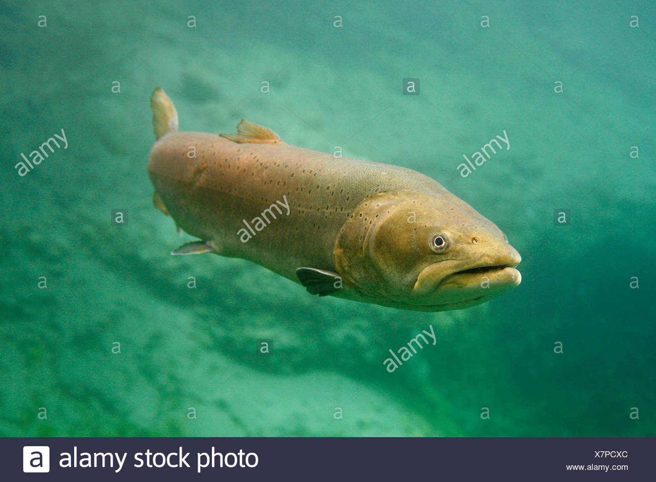 Huchen High Resolution Stock Photography and Images - Alamy