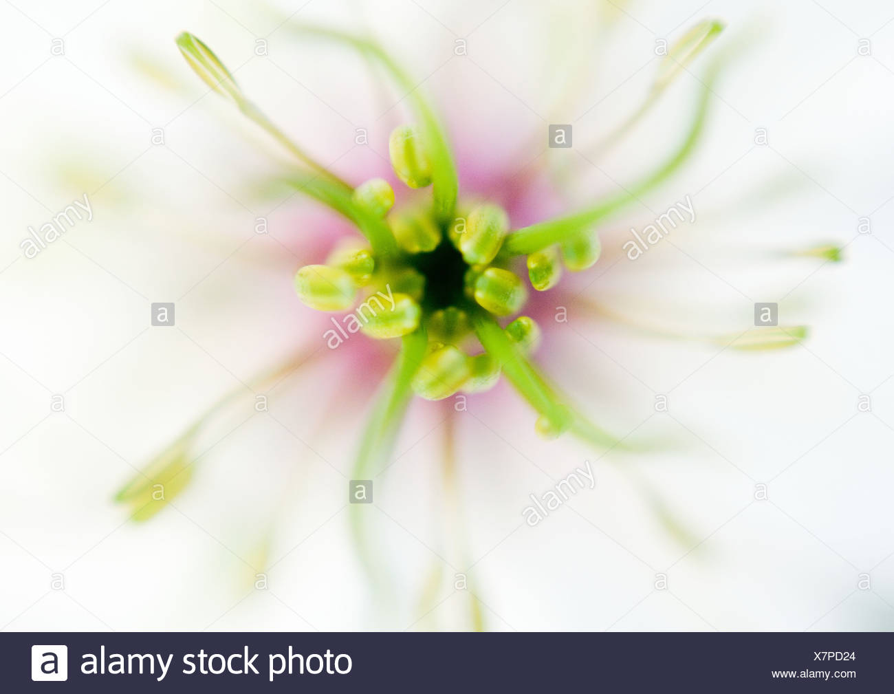 Sepal Stock Photos & Sepal Stock Images - Alamy