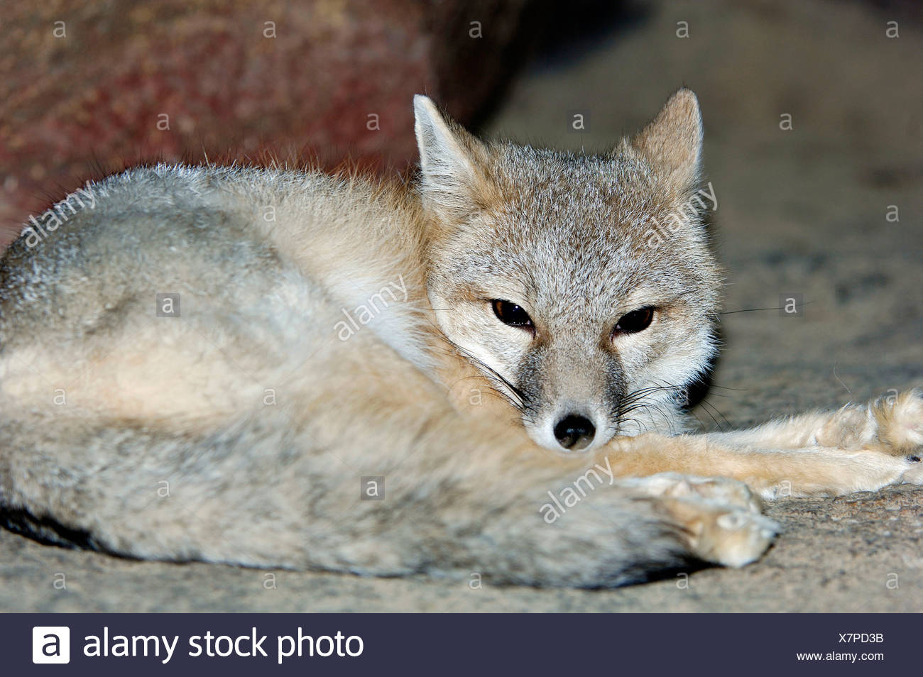 Swift Foxes High Resolution Stock Photography and Images - Alamy