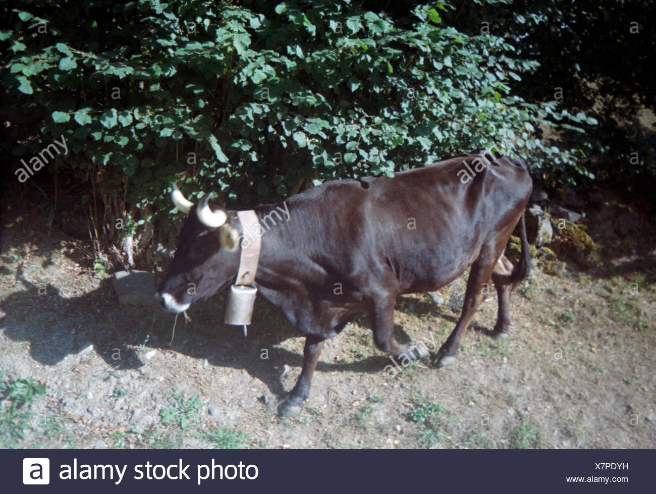 Bell On Neck High Resolution Stock Photography and Images - Alamy