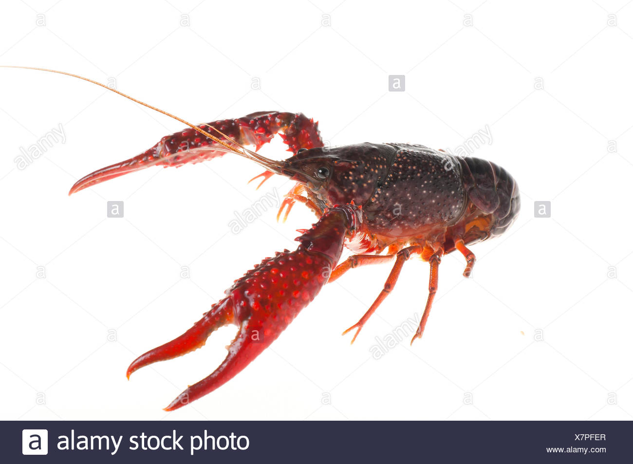 Lobster Shape High Resolution Stock Photography and Images - Alamy