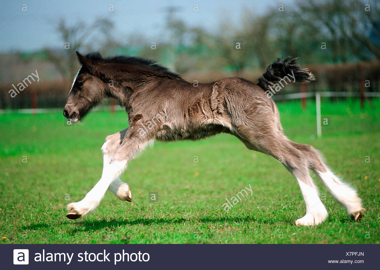 Shire Horses Galloping High Resolution Stock Photography and Images - Alamy