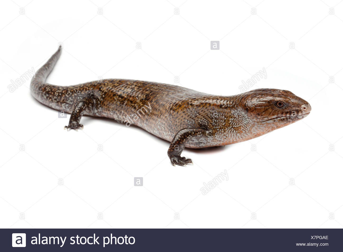 Giant Skink High Resolution Stock Photography and Images - Alamy