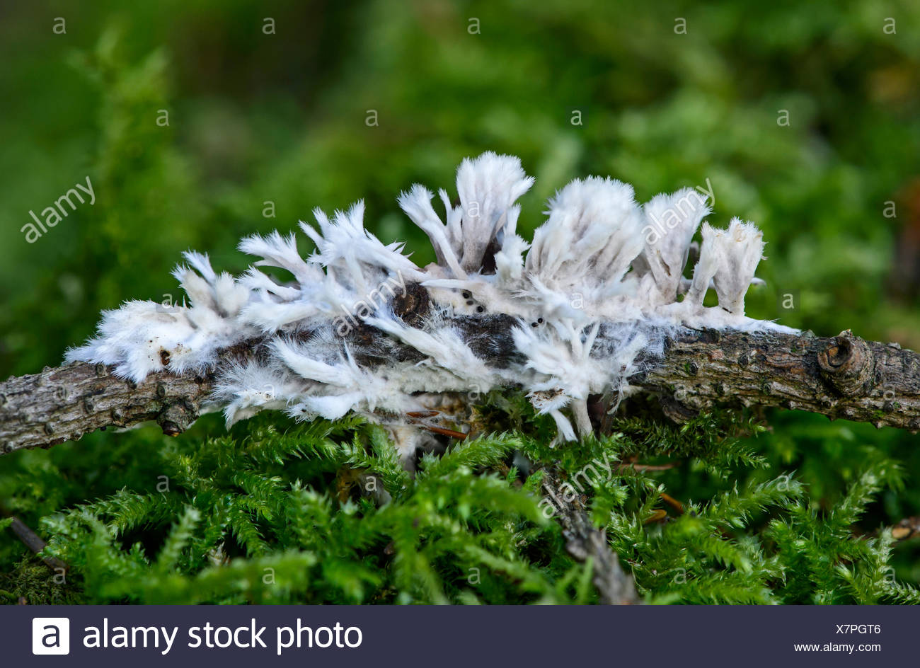 Saprobiont Stock Photos & Saprobiont Stock Images - Alamy