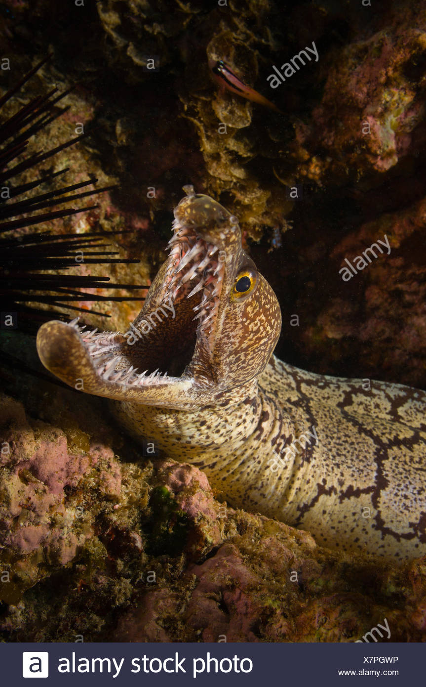 Mosaic Moray Eel Stock Photos & Mosaic Moray Eel Stock Images - Alamy