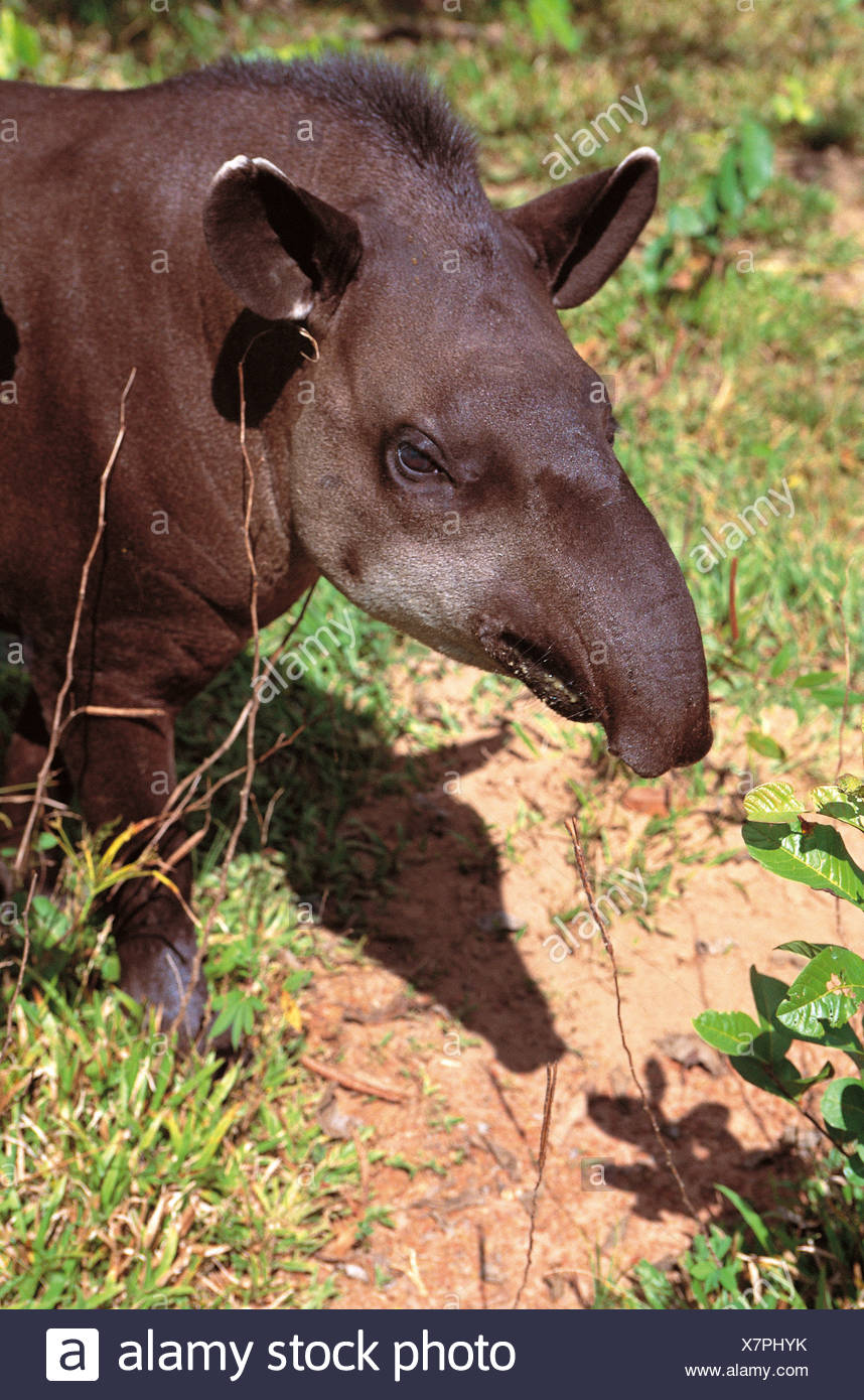 Amazonian Tapir Stock Photos & Amazonian Tapir Stock Images - Alamy